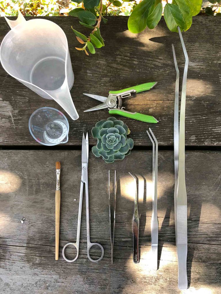 Essential Succulent Garden Tool Kit | Lemons + Anchovies